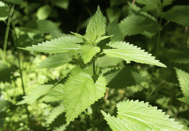 Stinging Nettle | Pet Poison Helpline