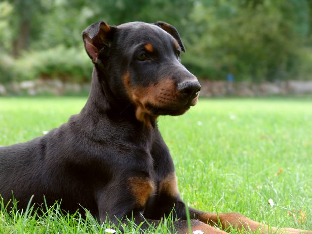 National Animal Control Officer Appreciation Week - Pet Poison Helpline