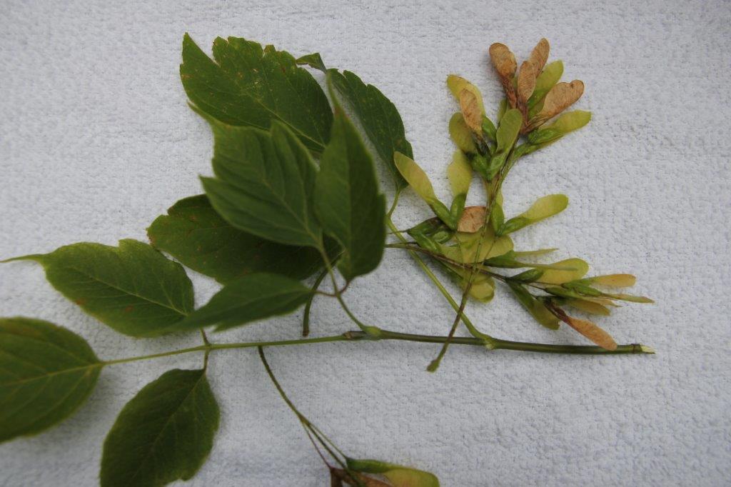 Boxelder Seed Toxicosis in Horses | Pet Poison Helpline®