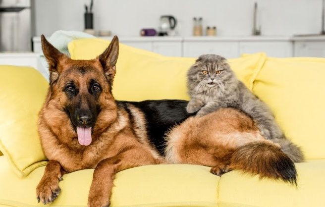 Top 10 Most Common Pandemic Poisons - Pet Poison Helpline