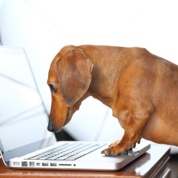 Top Posts and Poisons of 2020 - Pet Poison Helpline